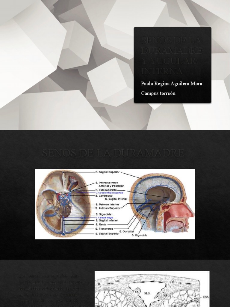 Senos de La Duramadre y Yugular Interna | PDF | Cabeza y cuello humanos ...