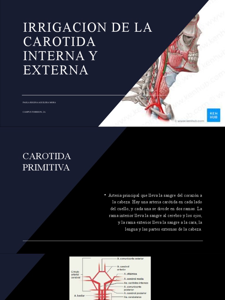 Irrigación de Carótidas Interna y Externa | PDF | Anatomia animal ...