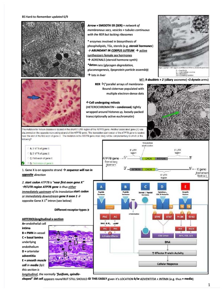 Basic Sciences Foundation Notes For Ple | PDF | Dna | Endoplasmic Reticulum