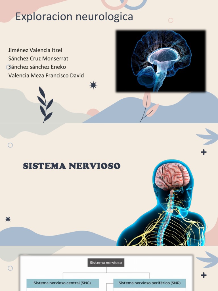 Exploración del sistema nervioso central: anatomía, estructuras y funciones clave | PDF | Nervio ...