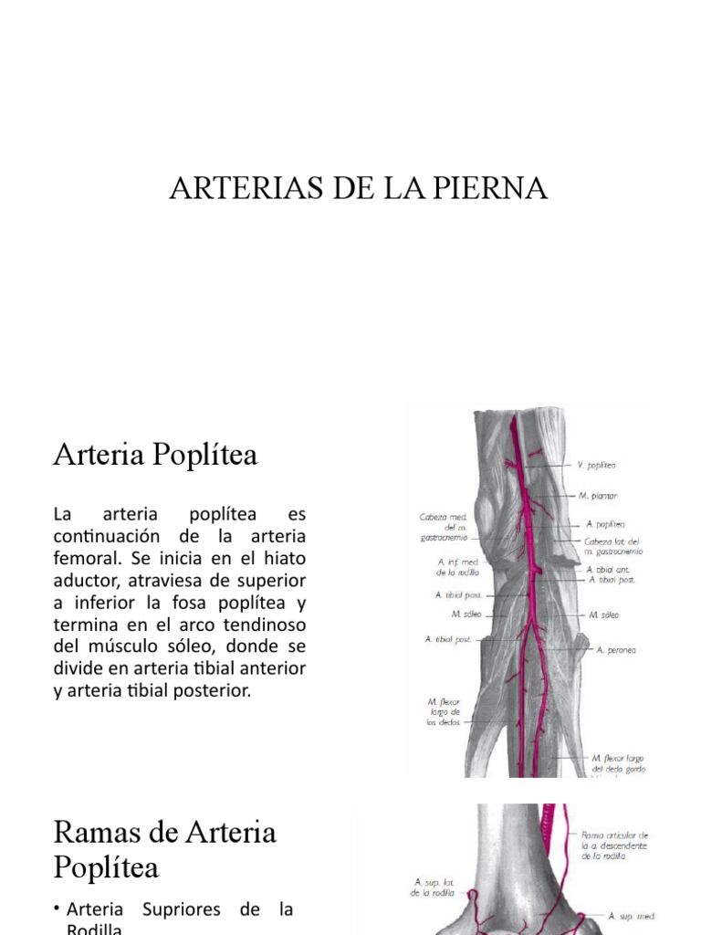 Arterias de La Pierna | PDF | Sistema cardiovascular | Angiología