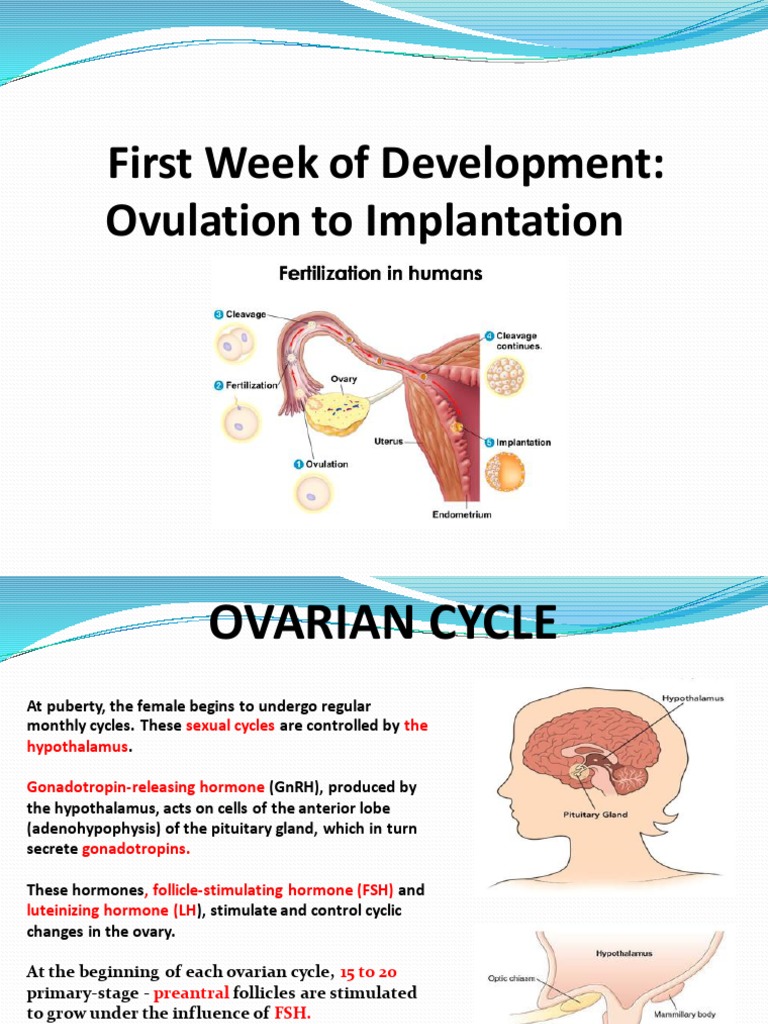 4. week ovulation, fertilization, implantation (١) | PDF | Menstrual ...
