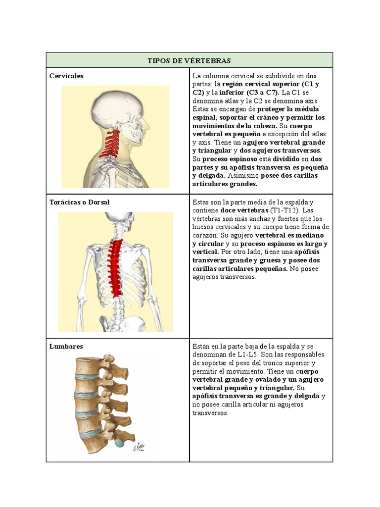 Vertebras | PDF | Vértebra | La columna vertebral