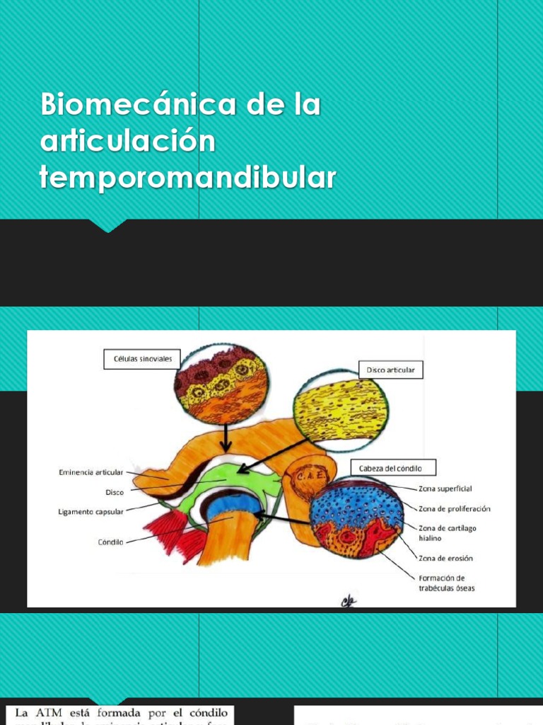 Biomecánica de La Articulación Temporomandibular | PDF | Ciencia y ...
