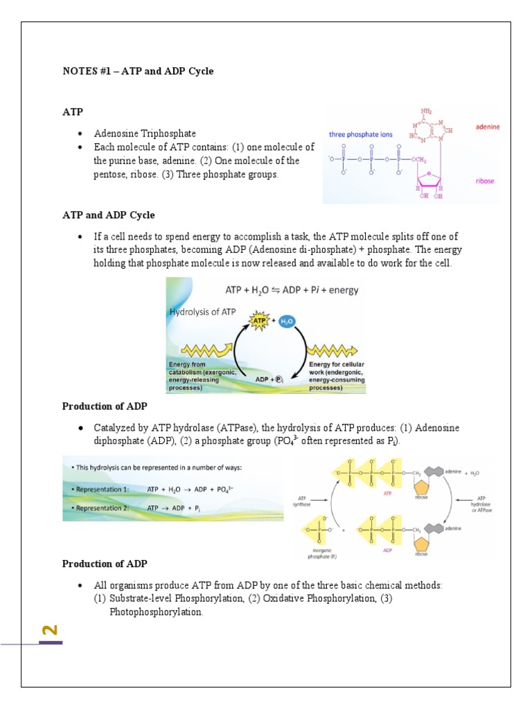 Notes 1 Atp And Adp Cycle Pdf Adenosine Triphosphate Adenosine