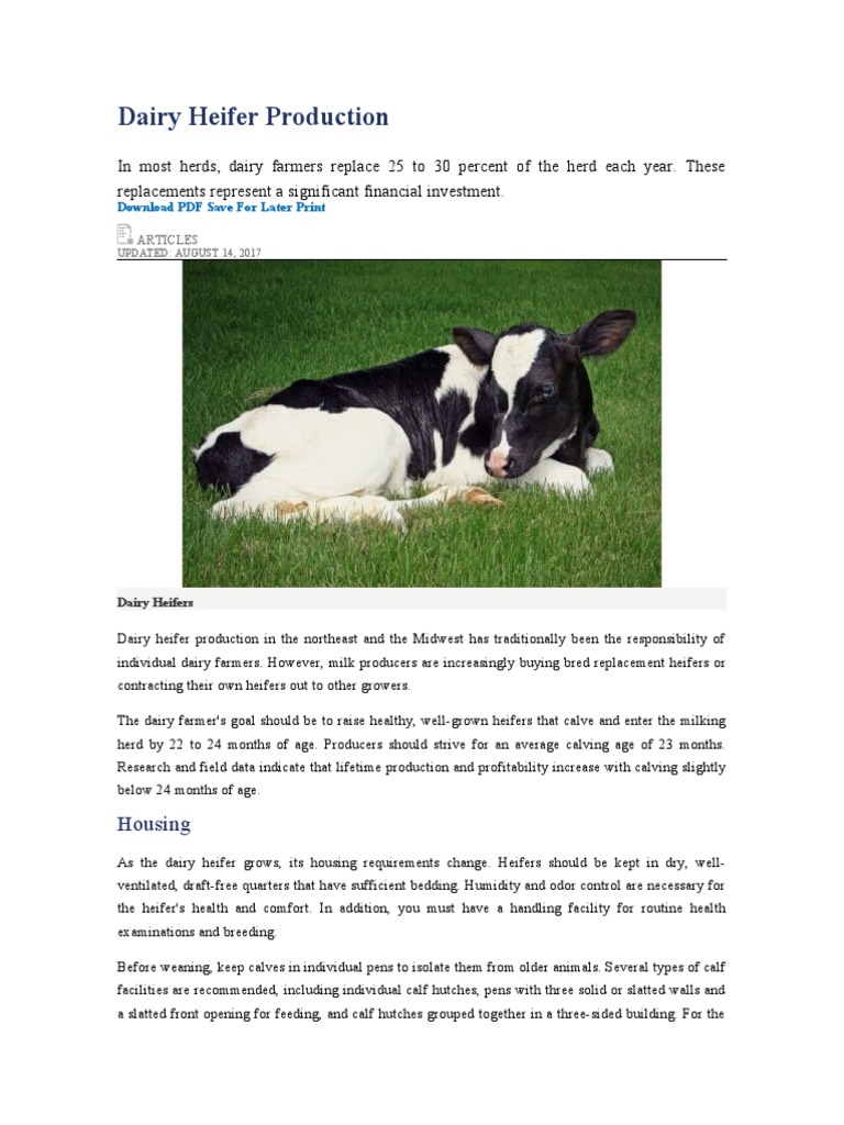 Dairy Heifer Production Guide | PDF | Dairy Cattle | Cattle