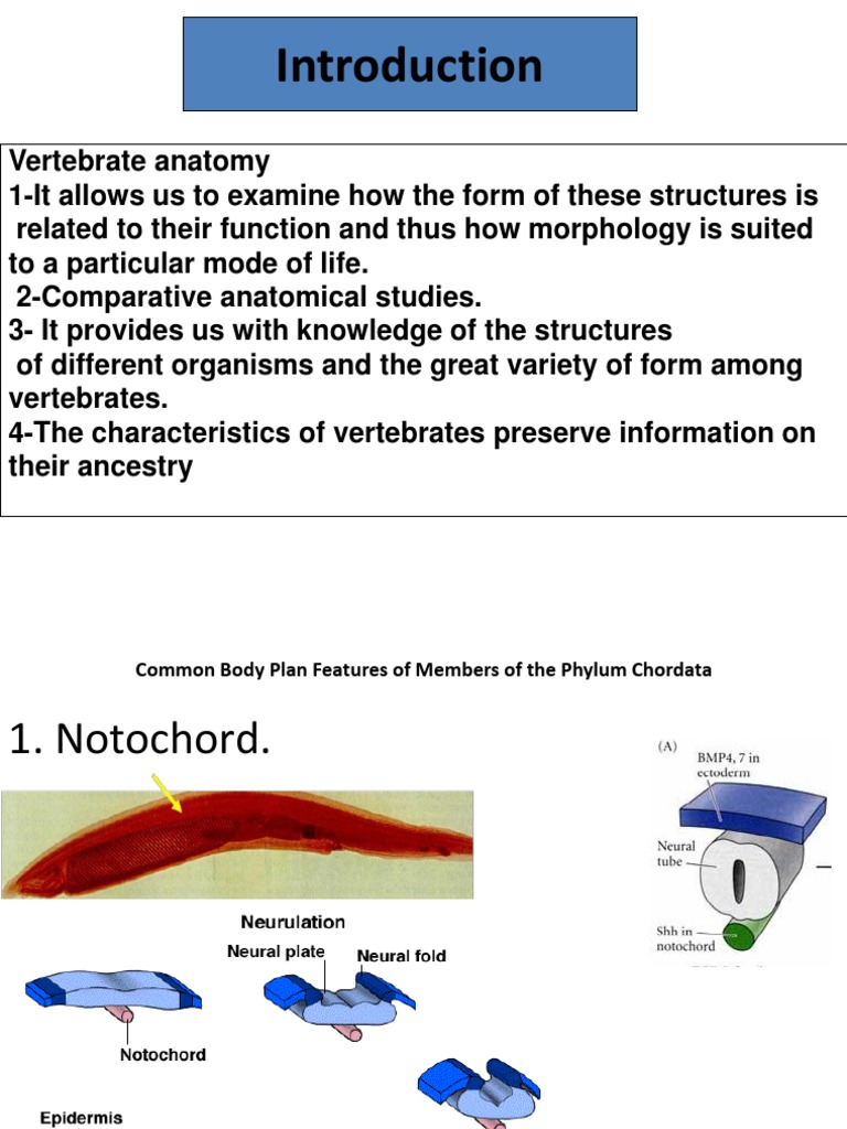 Vertebrate Anatomy and Chordate Classification | PDF | Anatomy