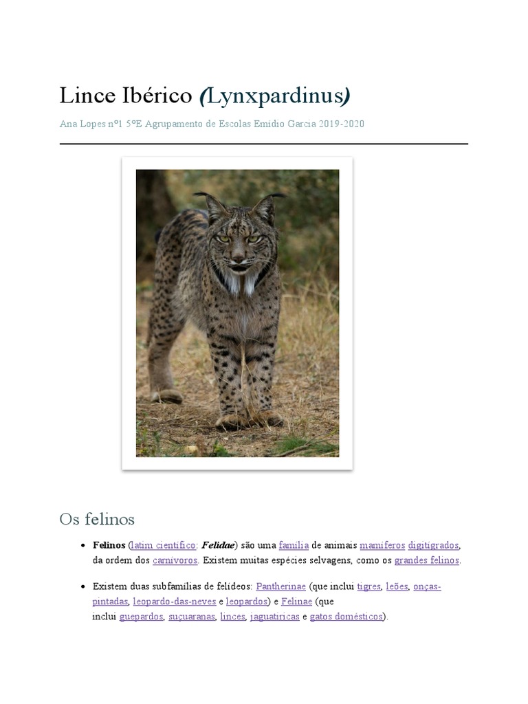 Lince Ibérico | PDF | Felidae | Felidae