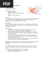 Fisiología de la Placa Motora | PDF | Unión neuromuscular | Sinapsis