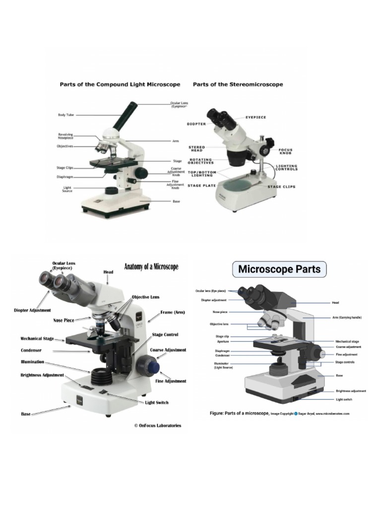 Structural Parts of The Microscope (Biology) | PDF | Microscope | Optical Devices