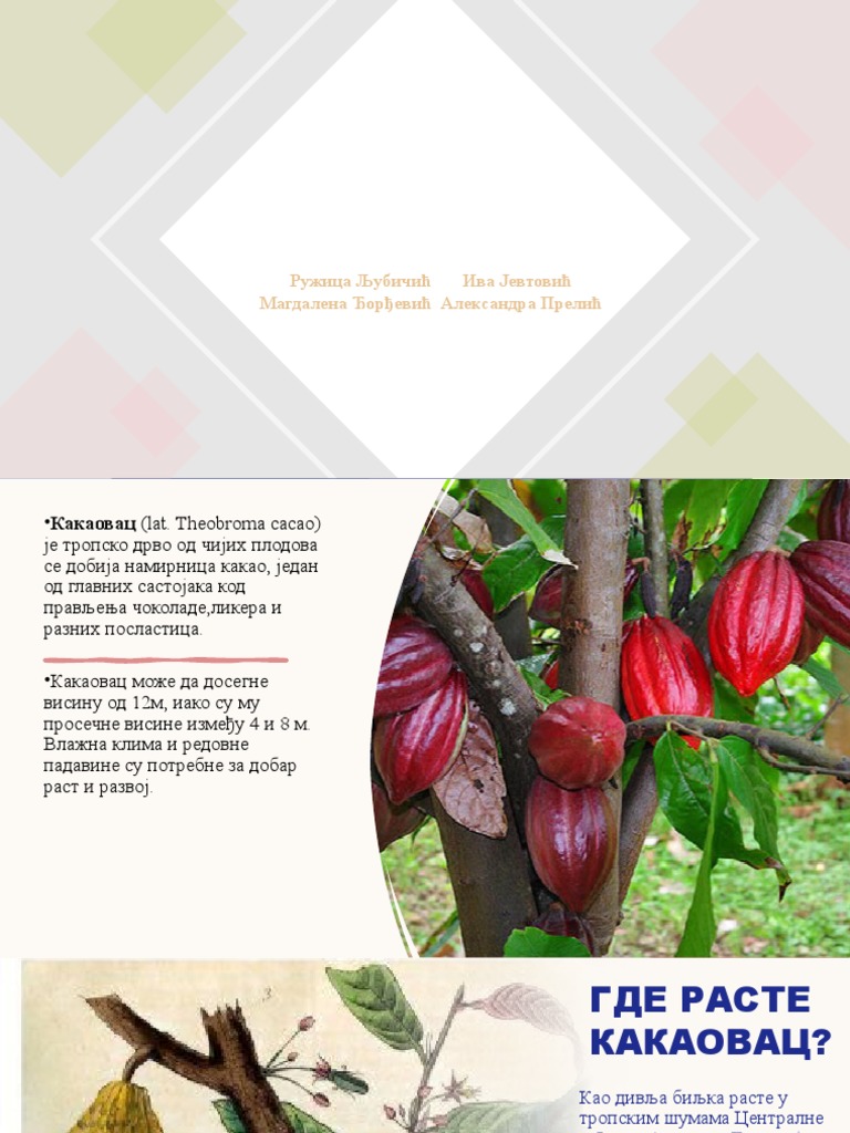 Какао II3 | PDF