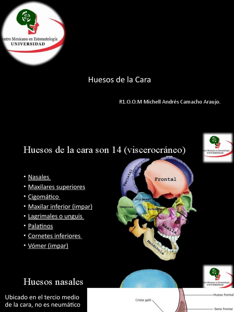 Huesos de La Cara | PDF | Anatomía | Cara