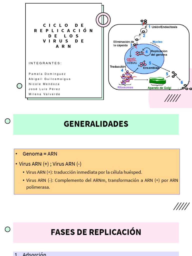 REPLICACIÓN VIRUS ARN 1834 | PDF | Virus | Rna