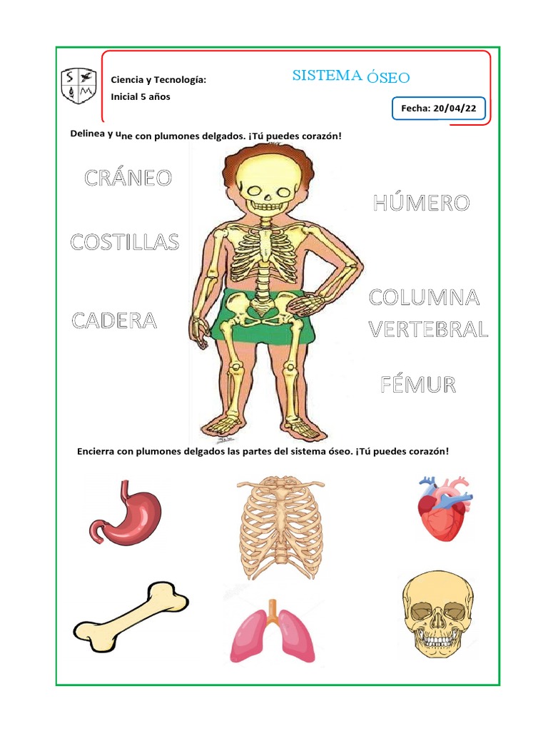 Actividades del Sistema Óseo para Niños | PDF | Hogar, jardinería y ...