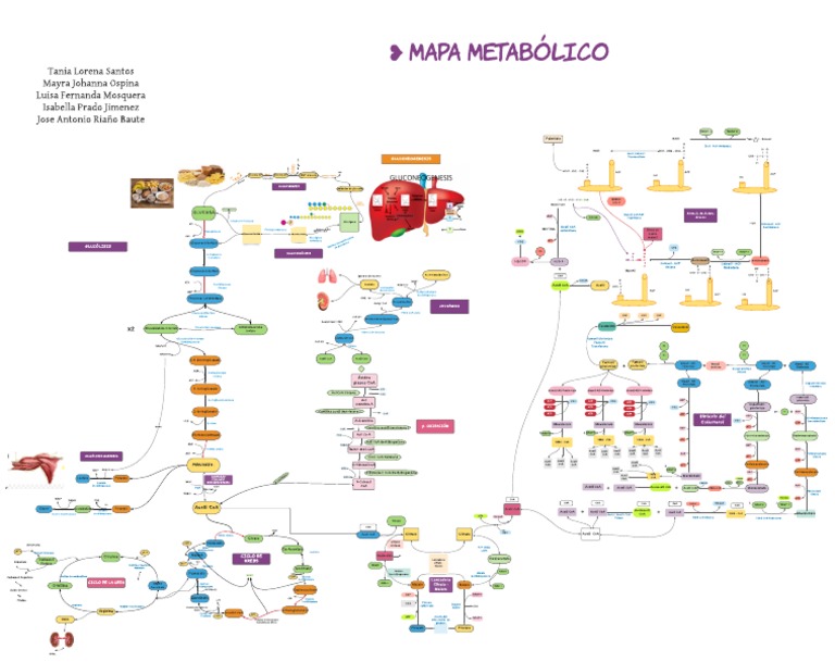 Mapa Metabolico | PDF | Enzima | Metabolismo