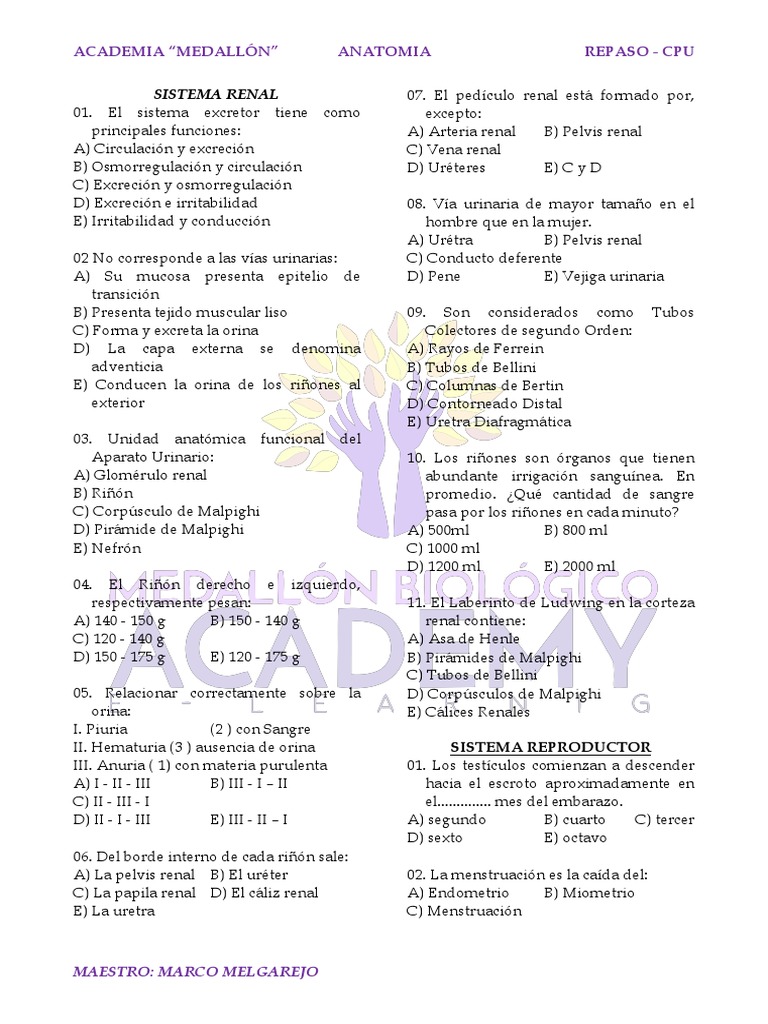 Repaso 3 Anatomia-29-12-22 | PDF | Riñón | Sistema urinario