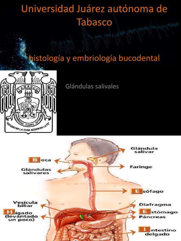 Glandulas Salivales | PDF | Saliva | Anatomía