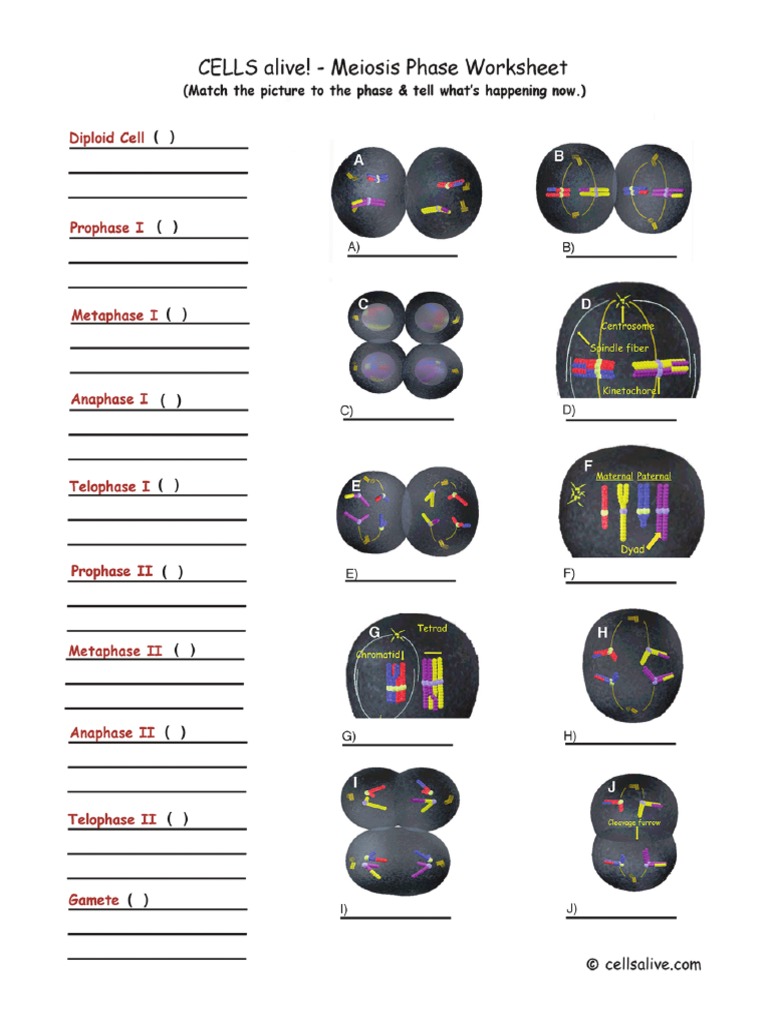 Meiosis Phases | PDF