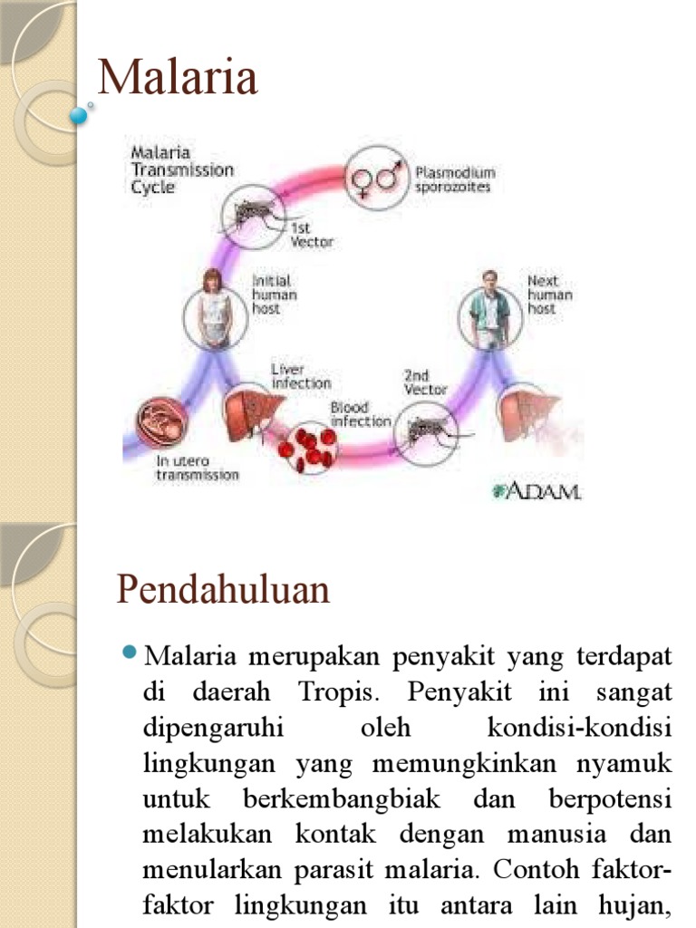 Malaria | PDF | Pengembangan Diri | Kesehatan Holistik