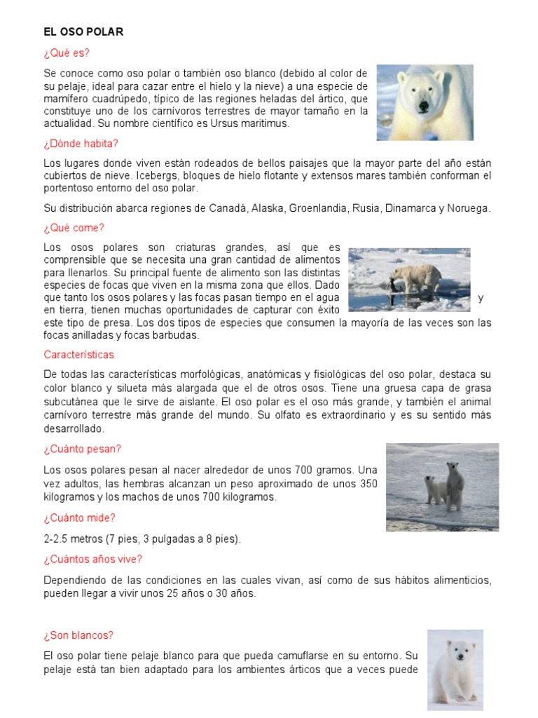 El Oso Polar | PDF | Oso polar | Osos