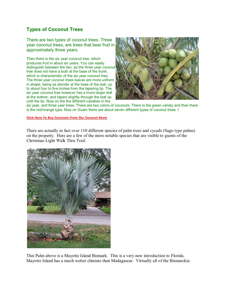 Types of Coconuts and Trees | PDF