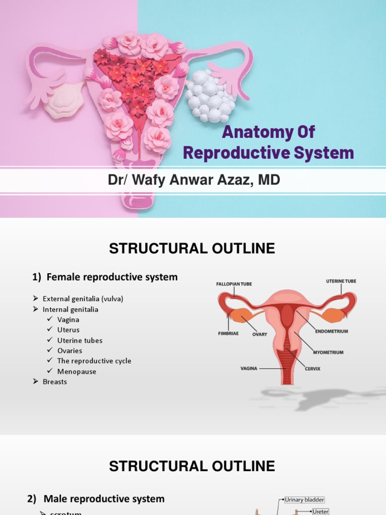 2-Anatomy of Reproductive System | PDF | Uterus | Vagina