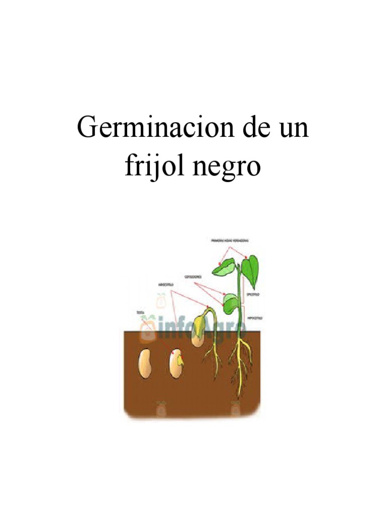 Germinacion de Un Frijol Negro | PDF