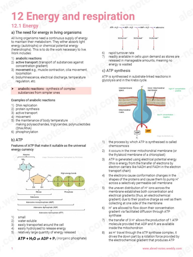 12 - Energy - and - Respiration 9700 | Download Free PDF | Cellular ...