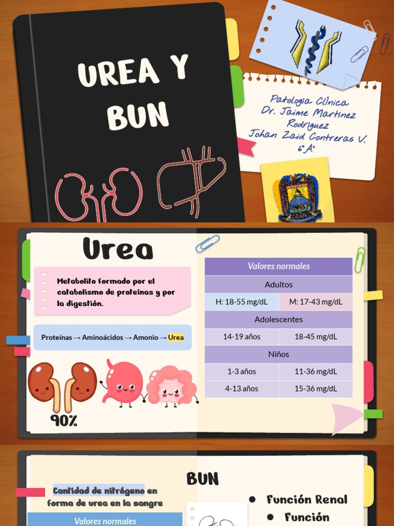 Urea y BUN: Valores y Significado Clínico | PDF | Riñón | Urea