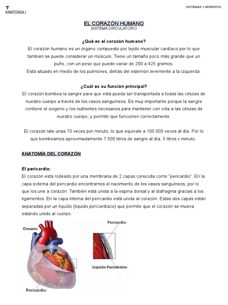 Anatomía S Cardio El Corazón Humano Descargar Gratis Pdf