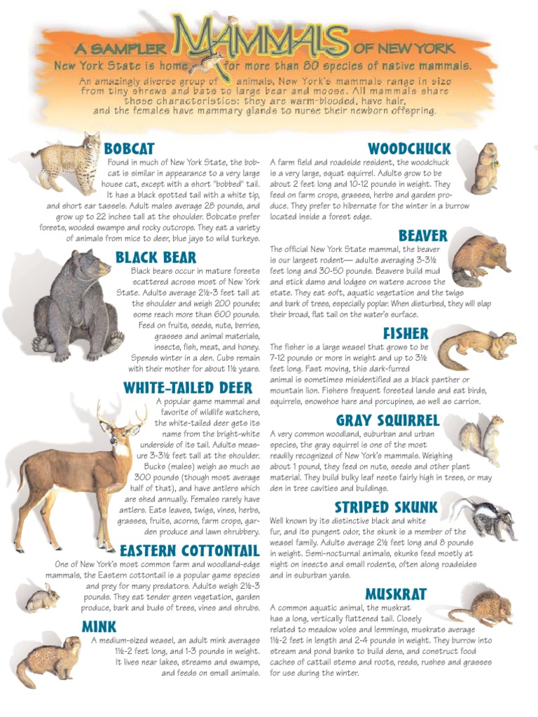 Mammals 2 | PDF | Beaver | Raccoon