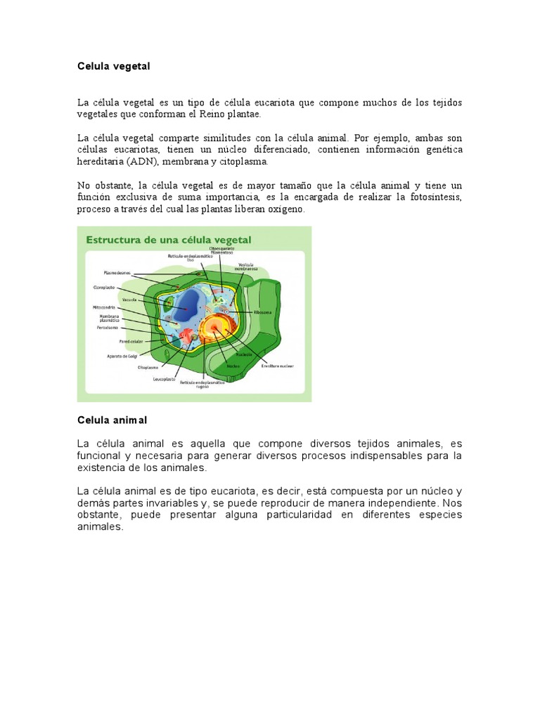 Celula Vegetal | PDF | Plantas | Biología Celular)