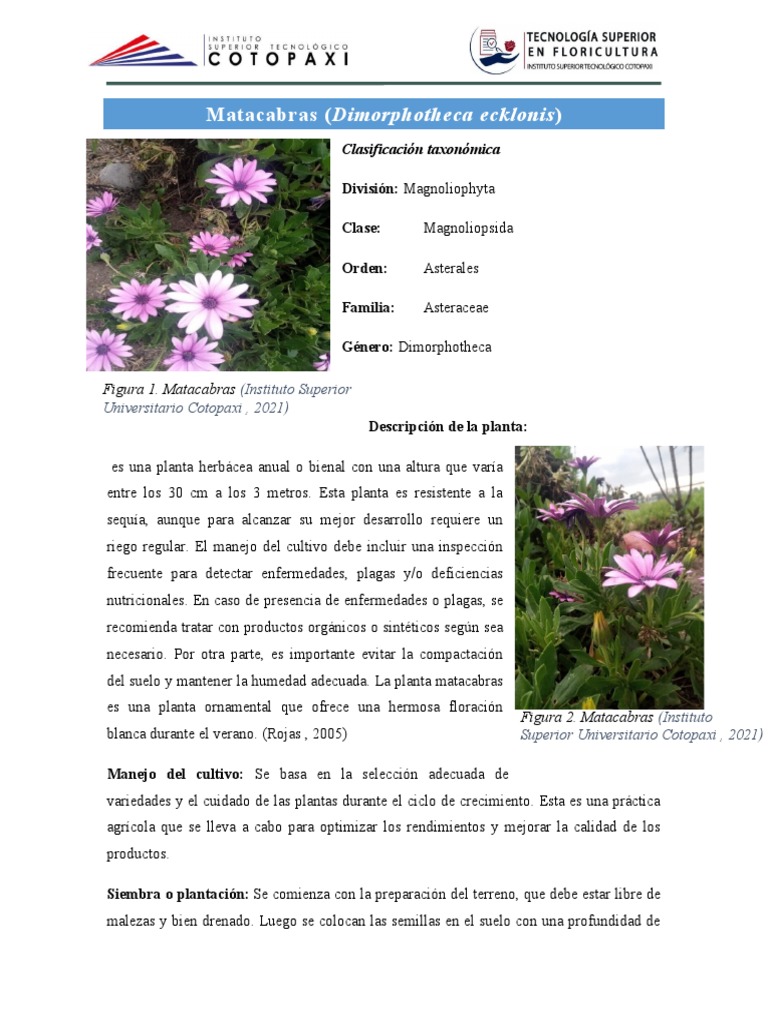 Collay Blanca - Album2025 | PDF | Fertilizante | Riego