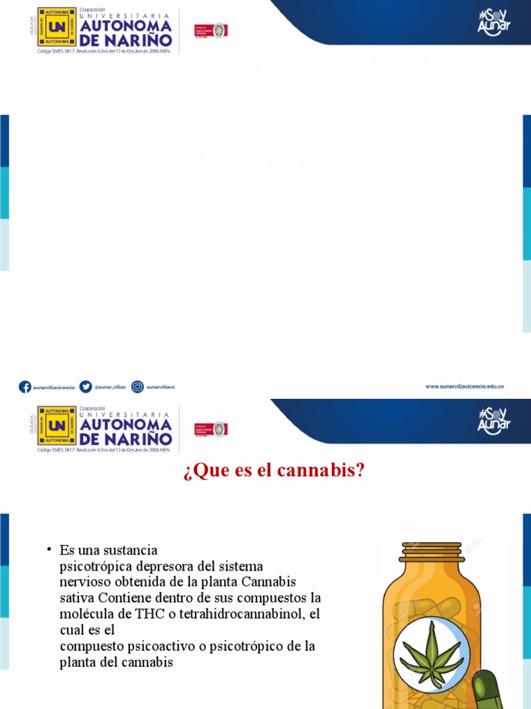 Cannabis | PDF | Cannabis (Droga) | Botánica