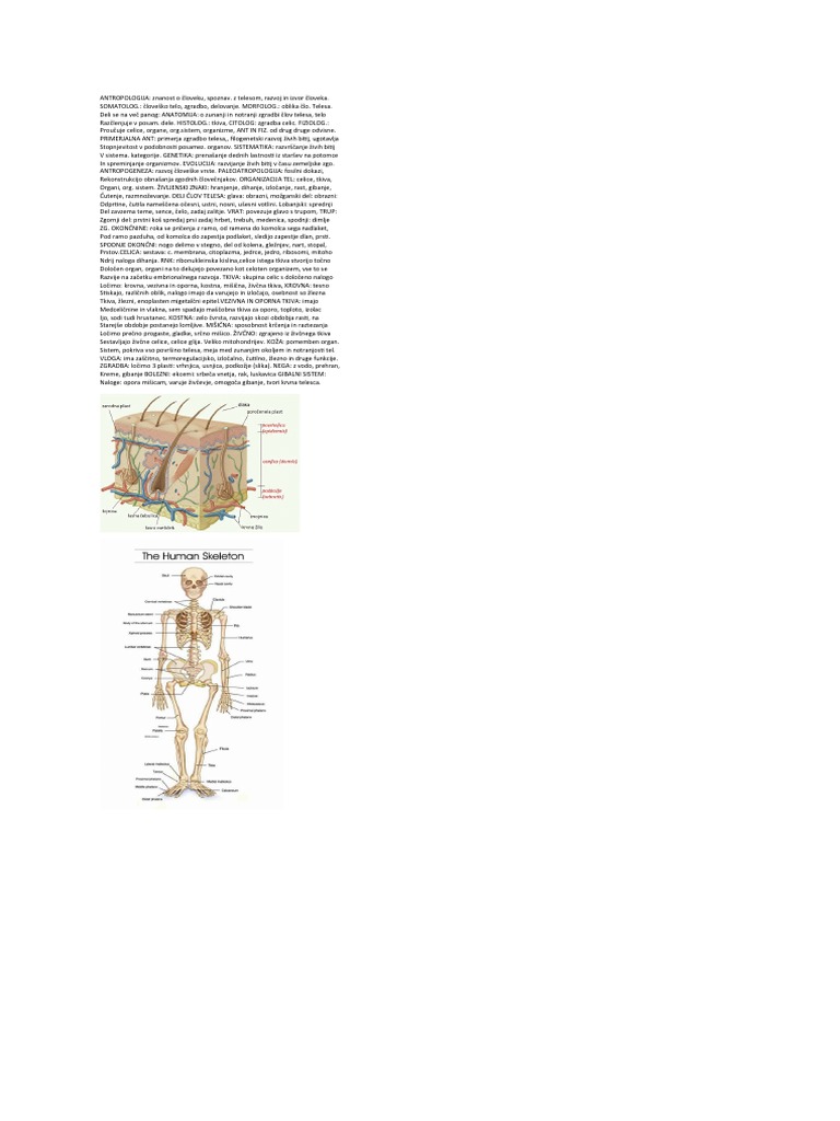 Plonkec Anatomija | PDF