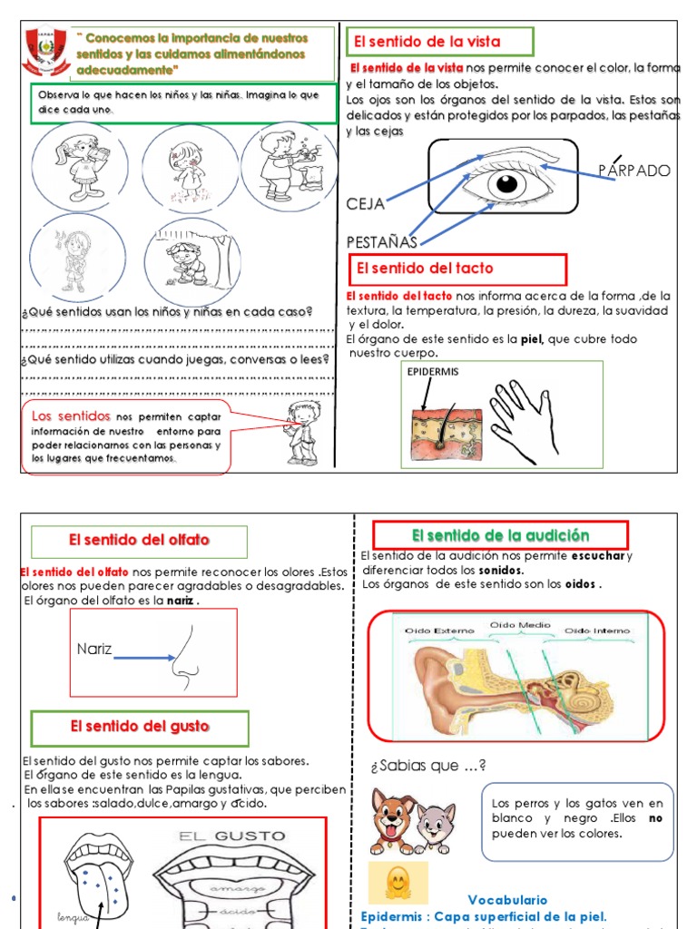 Ficha 04 Los Sentidos | PDF | Gusto | Ciencia cognitiva