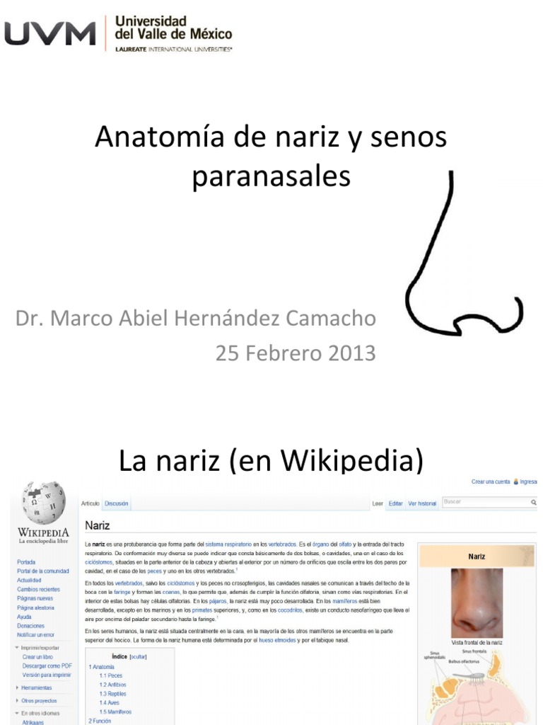 Anatomía de Nariz y Senos Paranasales | PDF | Nariz humana | Rasgos faciales