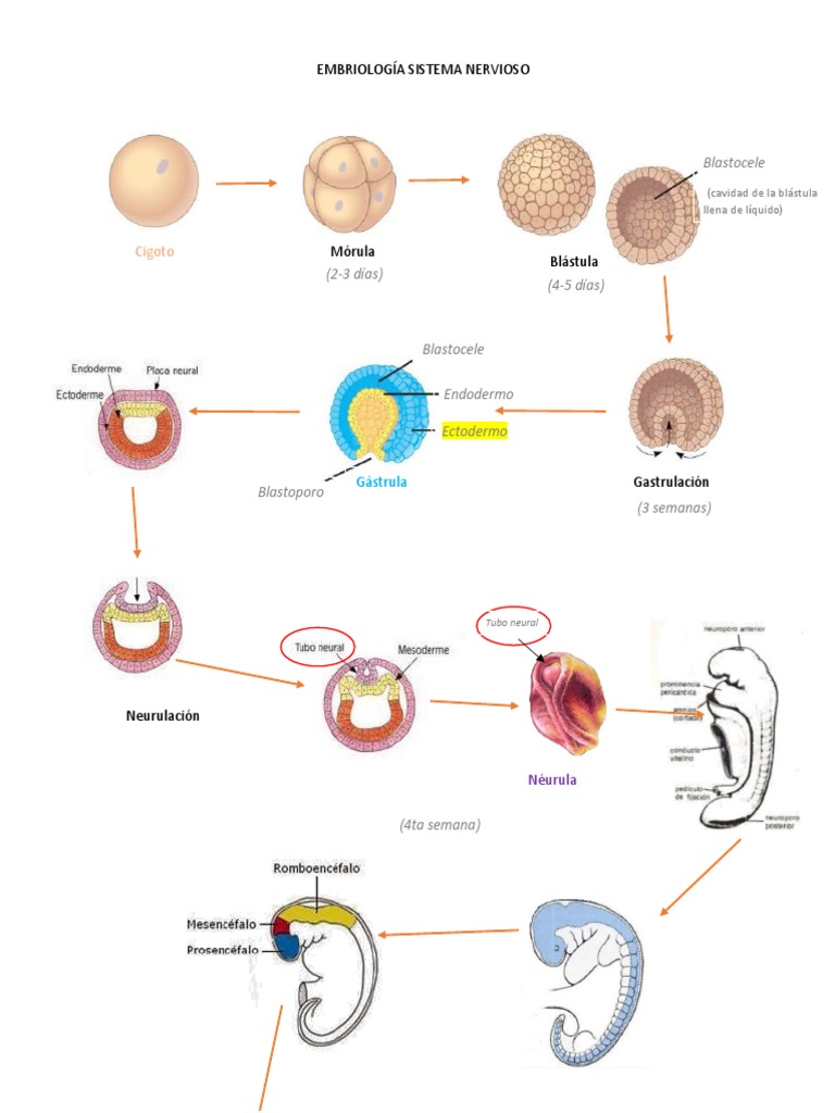 Embriología Sistema Nervioso | PDF