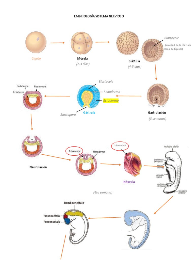 Embriología Sistema Nervioso | PDF
