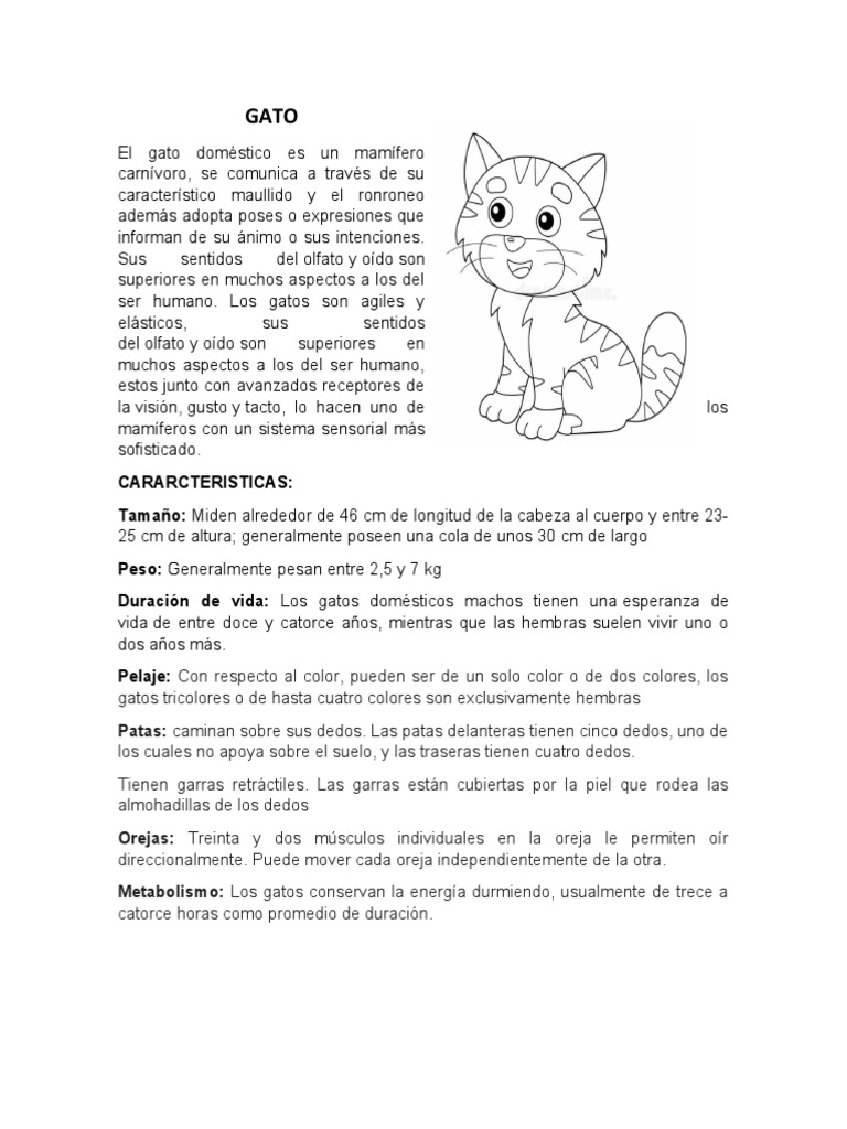 Gato | PDF