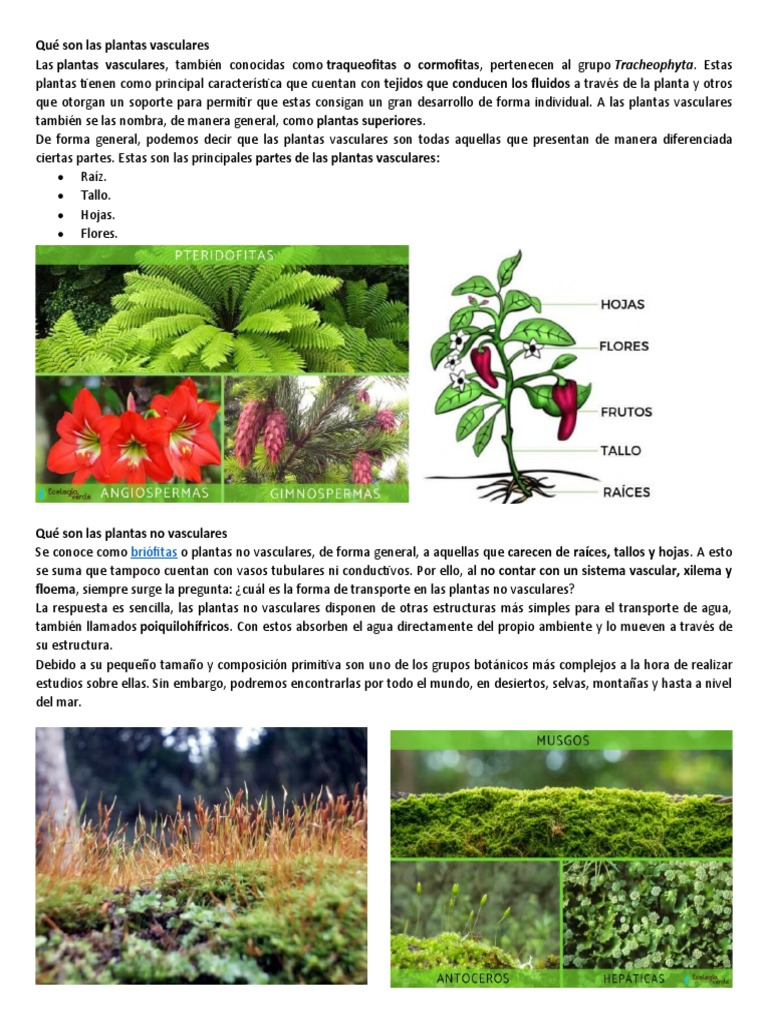Qué Son Las Plantas Vasculares | PDF | Legumbre | Cereales