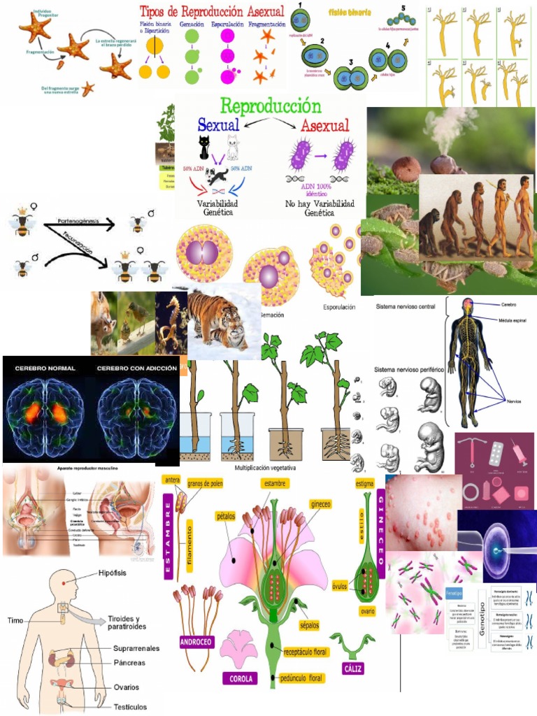 Collage de Biologia | PDF