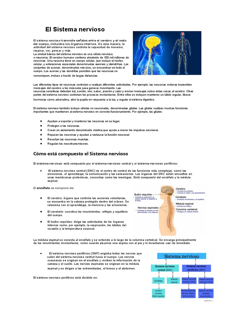 Sistema Nervioso | PDF | Sistema nervioso | Neurona