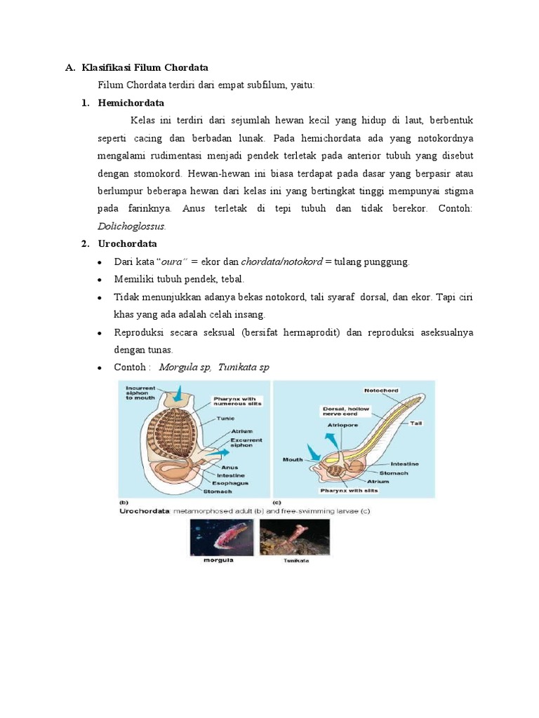 Klasifikasi Filum Chordata | PDF