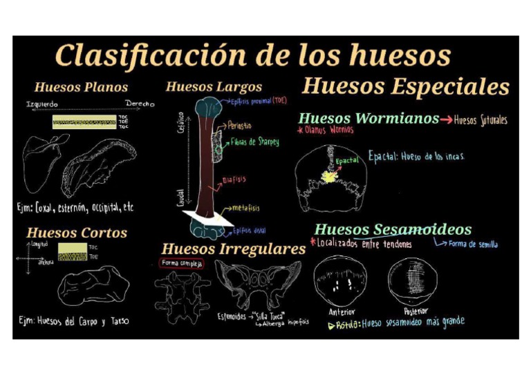 Clasificación de Los Huesos | PDF Clasificación de Los Huesos | PDF