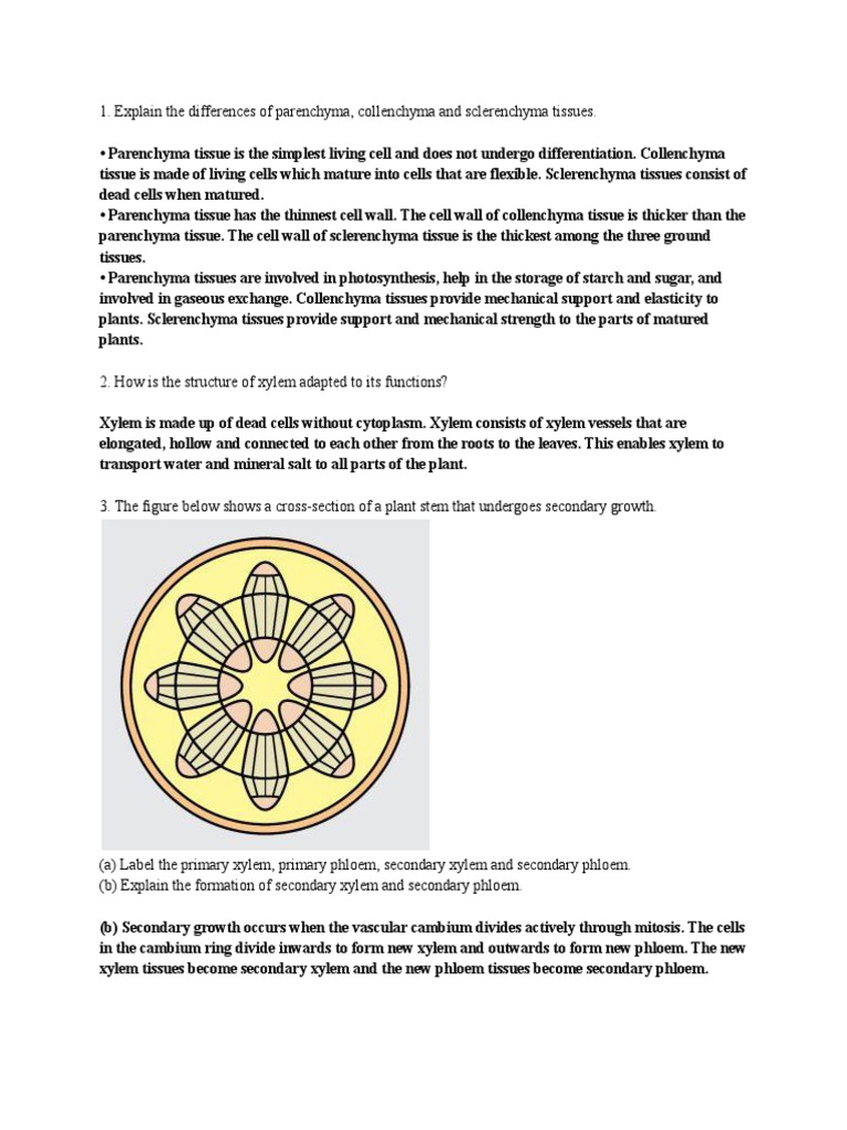 Form 5 Biology | PDF | Tissue (Biology) | Plants
