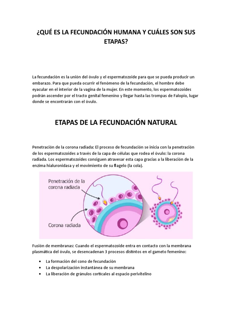 Fecundación | PDF | Embrión | Gemelo