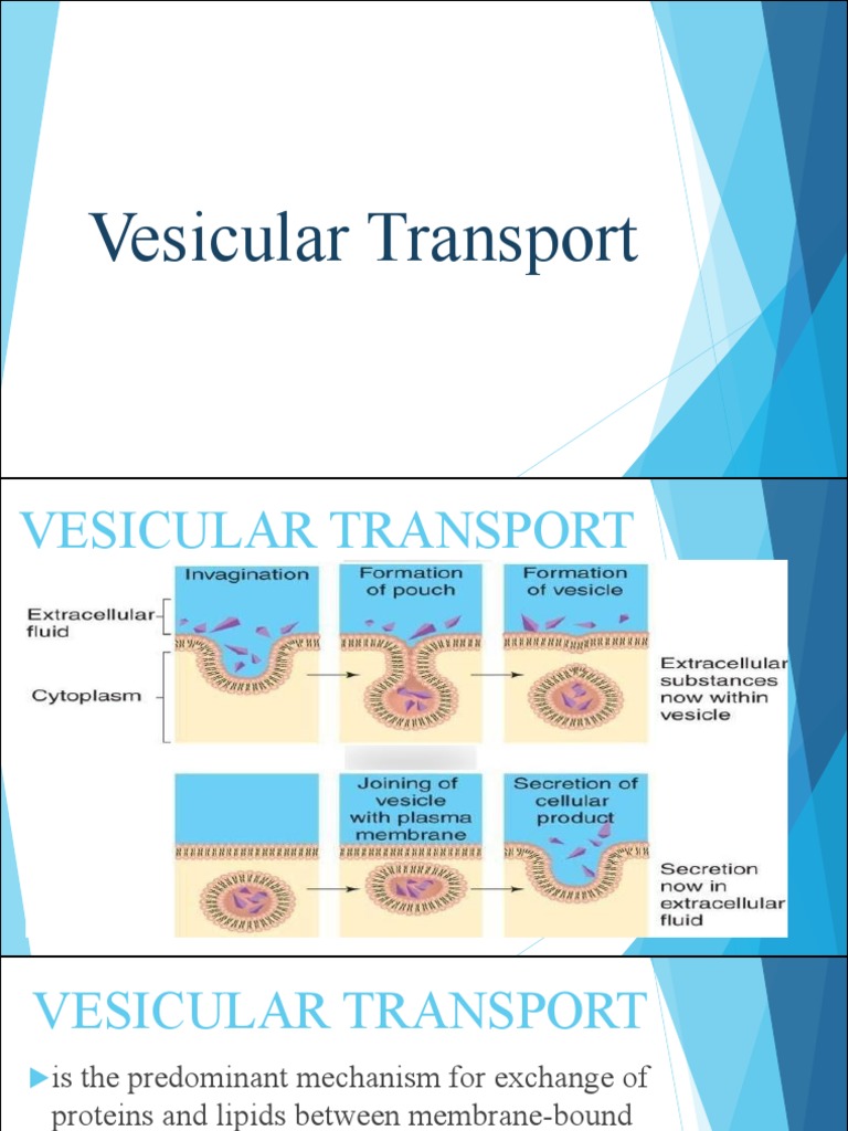 Vesicular Transport (Group 3) | PDF | Vesicle (Biology And Chemistry ...