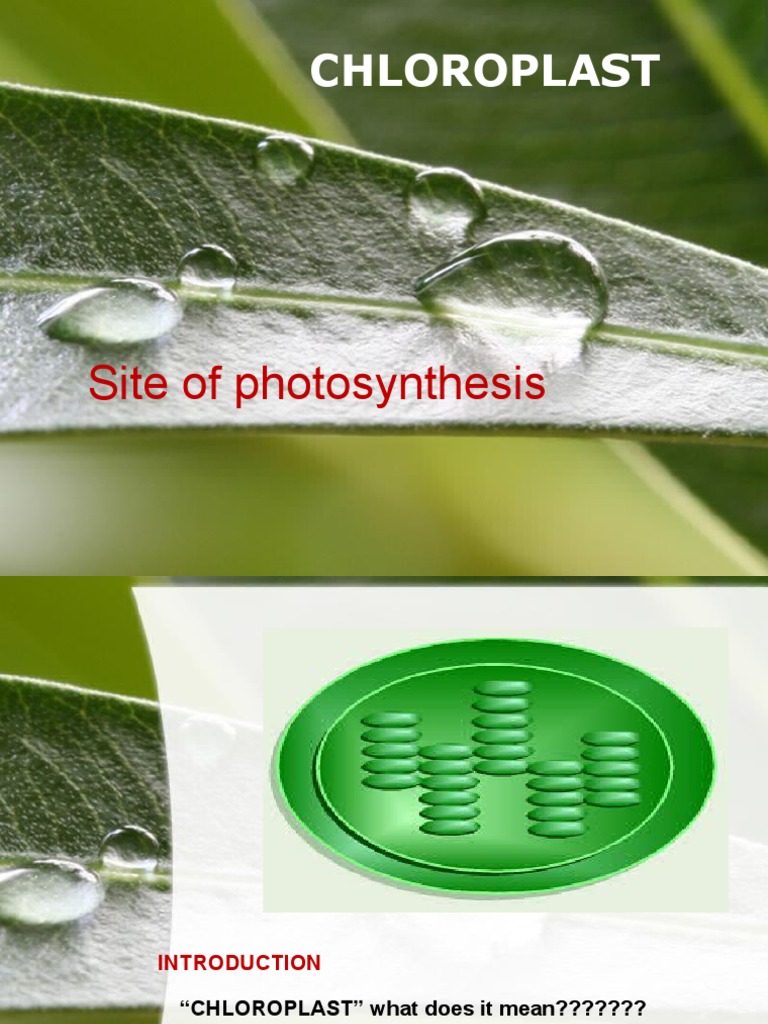 Chloroplast | PDF | Photosynthesis | Physiology