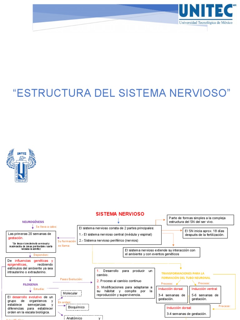 Sistema Nervioso | PDF | Cerebro | Cerebelo